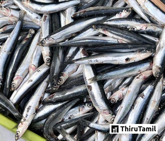 Sheela fish ஷீலா மீன் ஆரோக்கிய நன்மைகள் | இதய ஆரோக்கியம் | மூளையின் ...